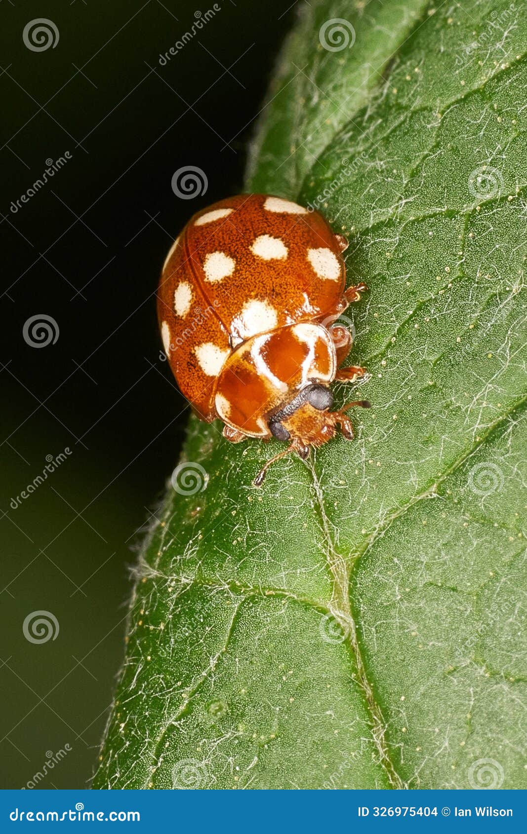 Orange Ladybird With White Spots Royalty-Free Stock Photography ...