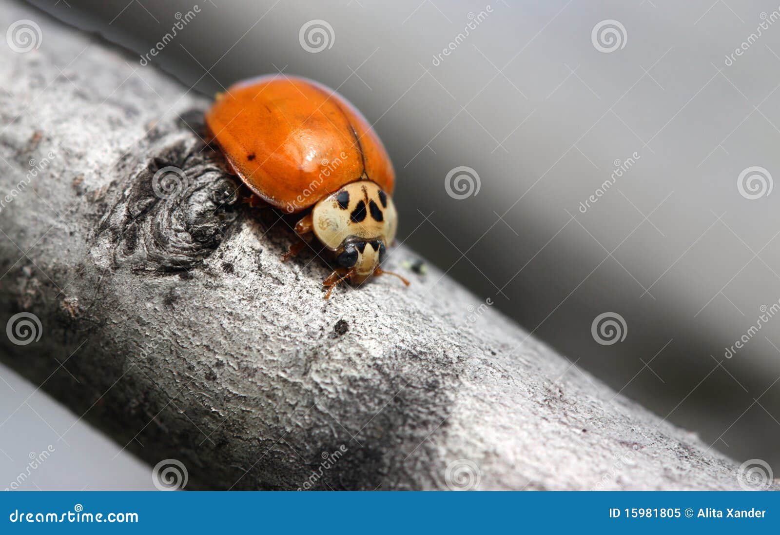 Orange Ladybug stock image. Image of ladybird, garden - 15981805