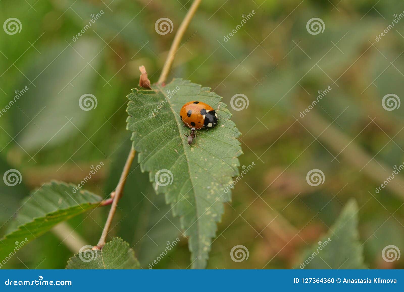 Orange Ladybug and Ant Close Up Stock Photo - Image of summer, weather ...