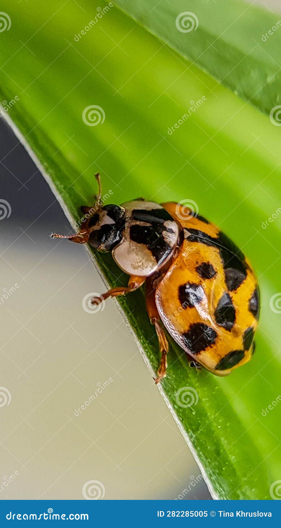 Orange ladybug beetle stock image. Image of leaf, beetle - 282285005