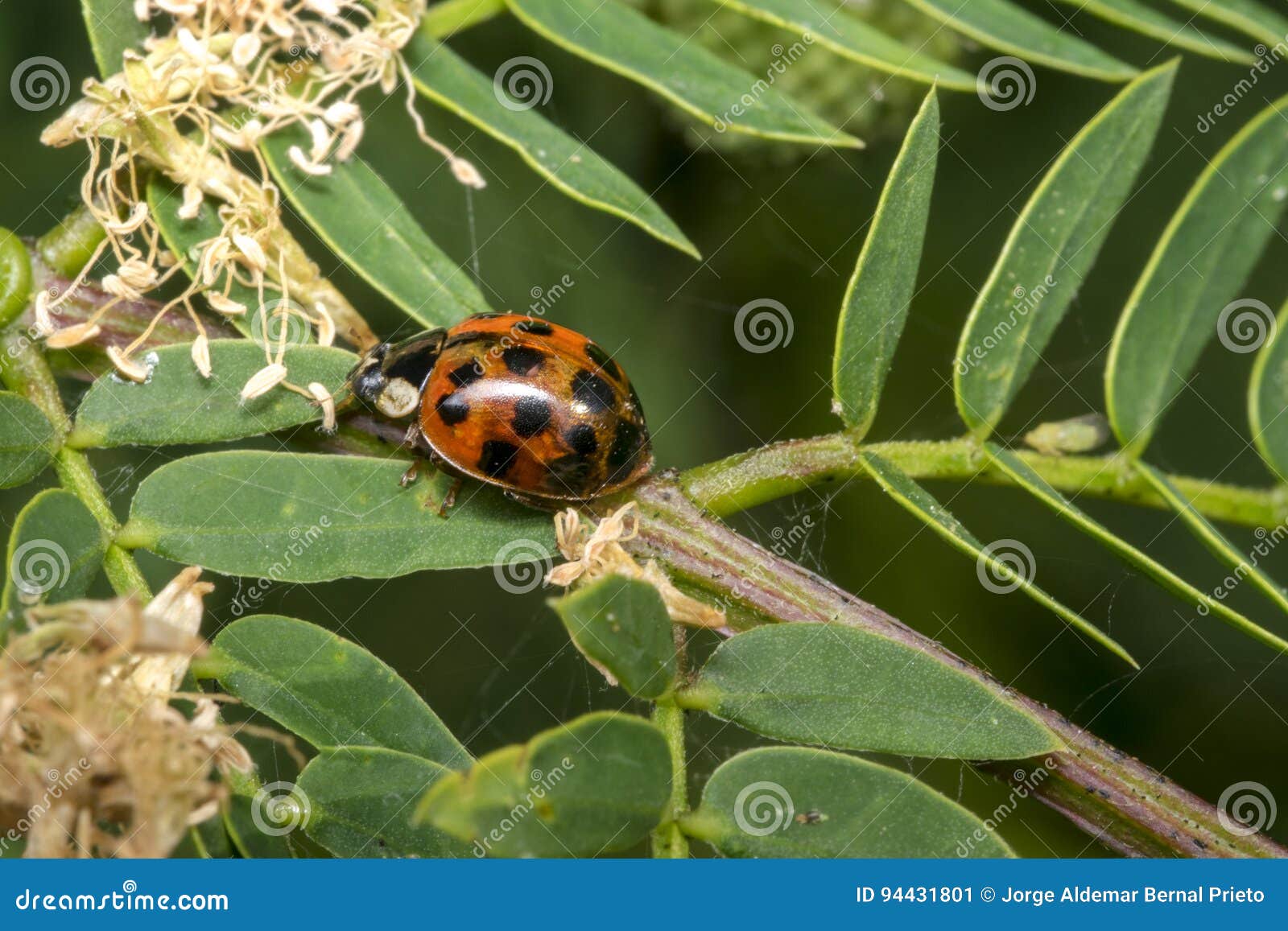 Orange Ladybug with Black Dots Stock Image - Image of biology, color ...