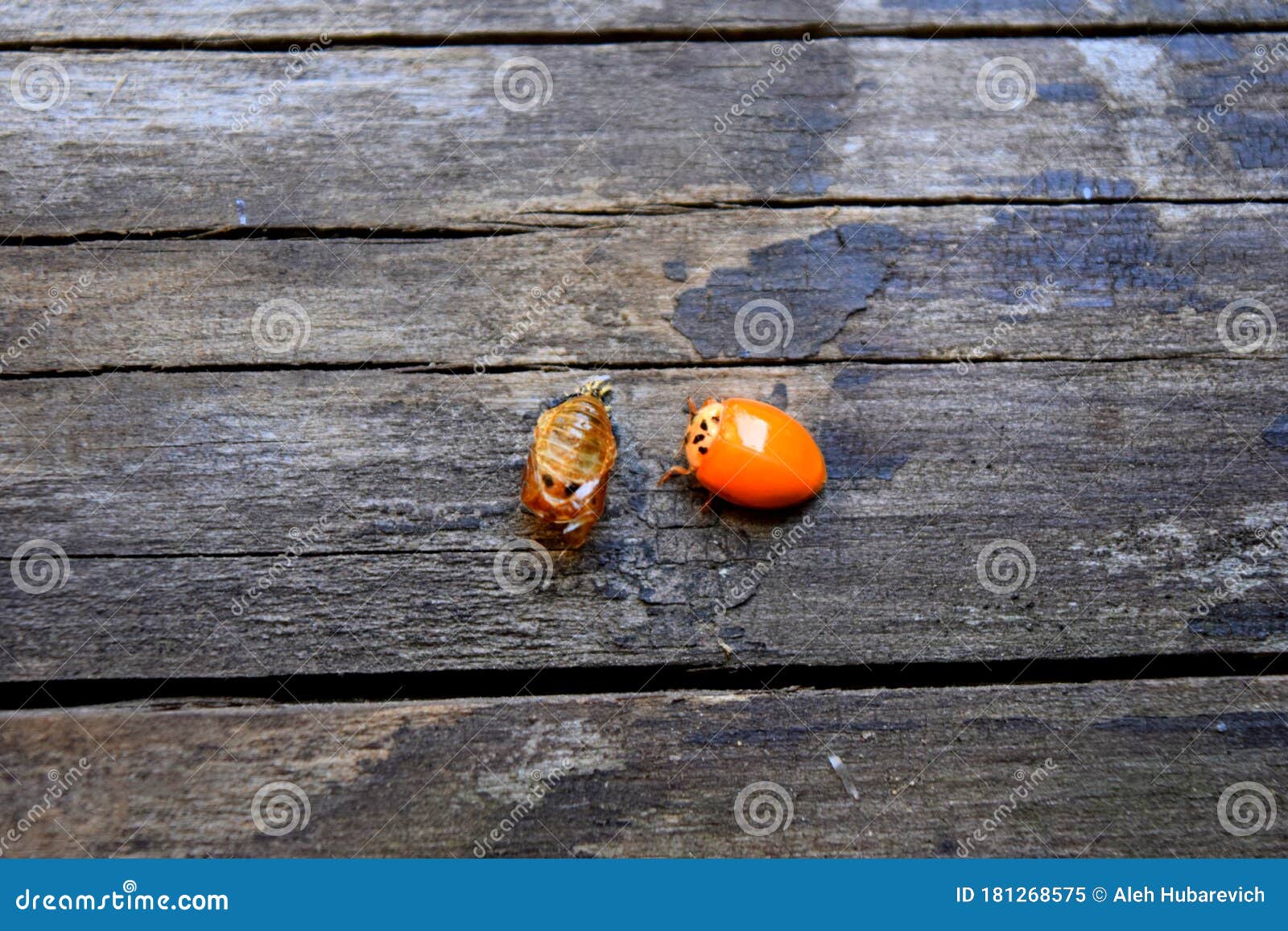 Ladybug and Its Larva Shell Stock Image - Image of larva, weathered ...
