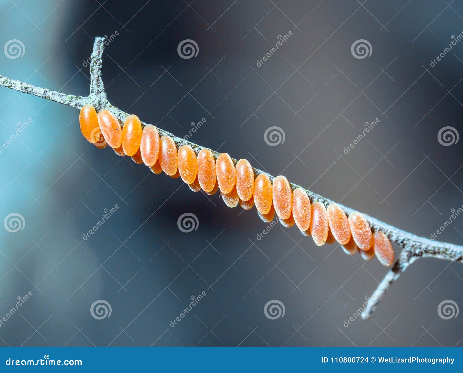 Orange Ladybug Eggs on Branch with Blurred Background Stock Photo ...