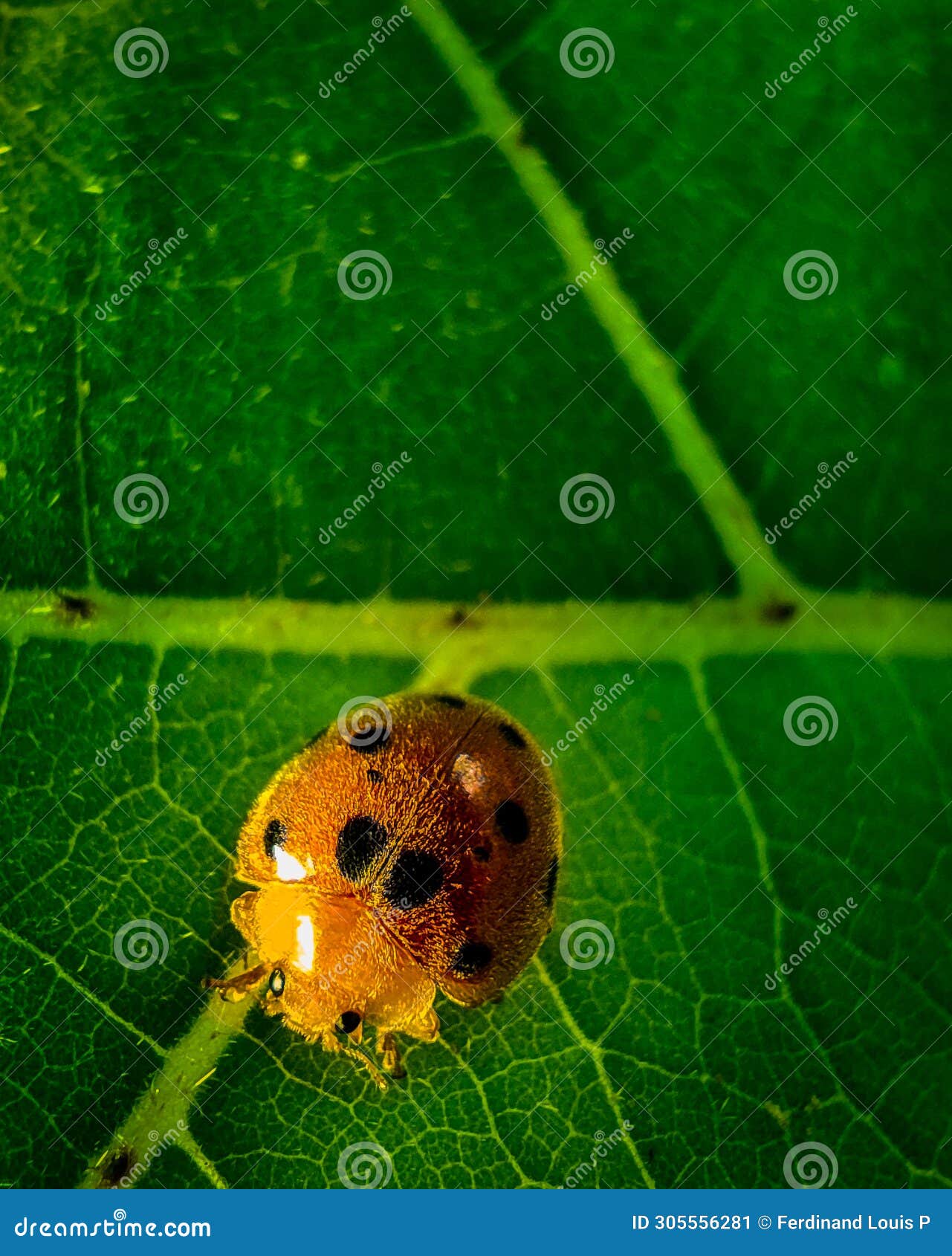 An Orange Ladybug on a Green Leaf Stock Image - Image of animal, nature ...