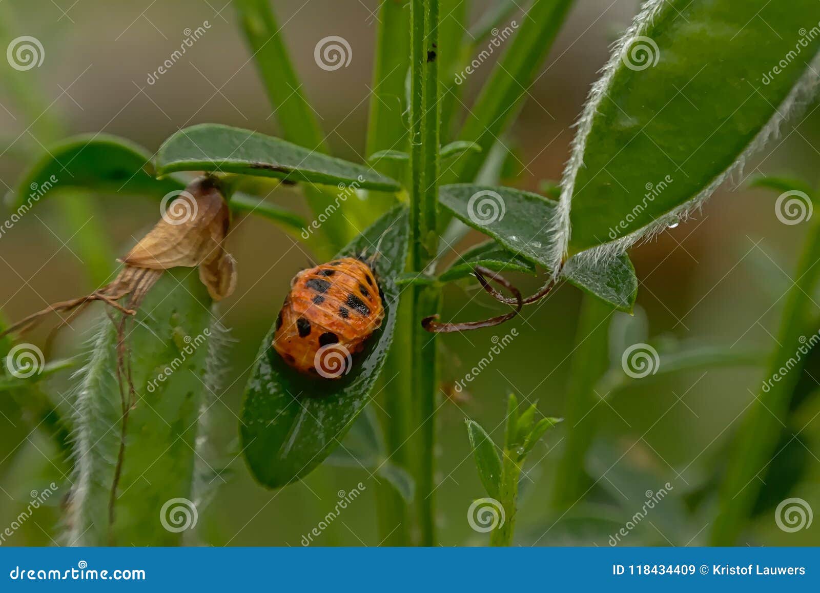 Orange Ladybug Larva with Black Pattern Sitting on a Leaf Stock Image ...