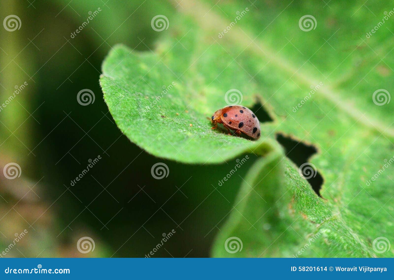 Orange ladybug stock photo. Image of beautiful, biology - 58201614