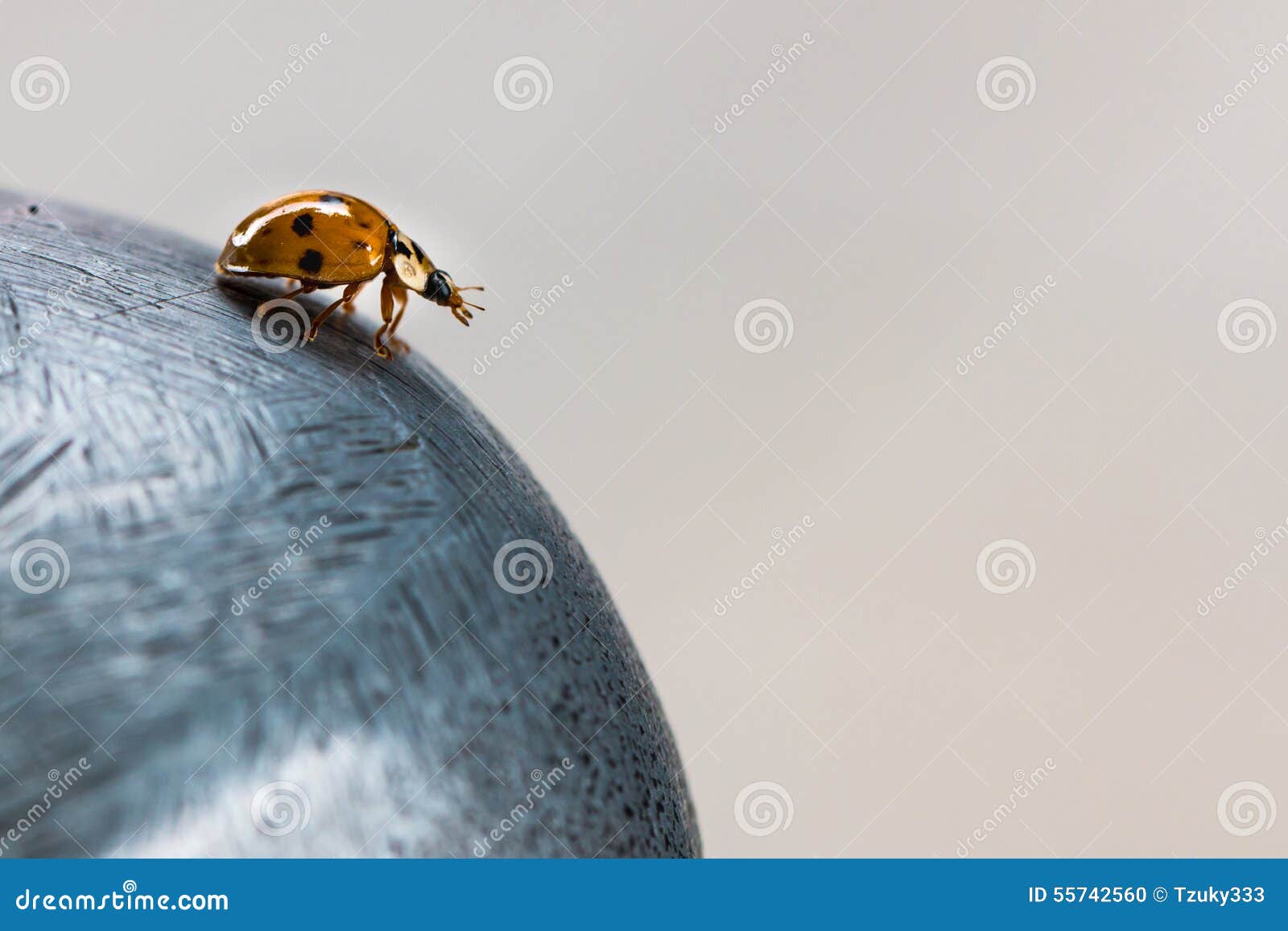 Orange Ladybug on a Metal Sphere Stock Photo - Image of insects, gray ...