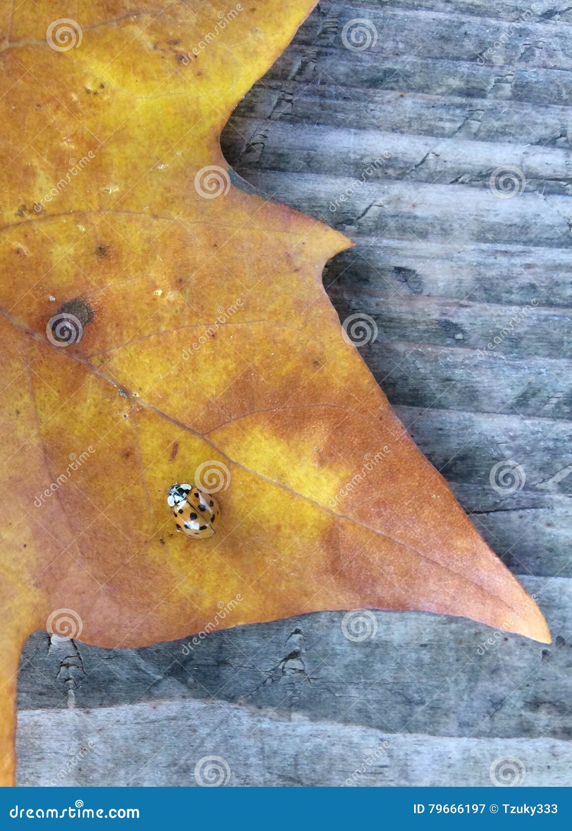 Orange Ladybug on an Orange Leaf Stock Image - Image of suggested, leaf ...