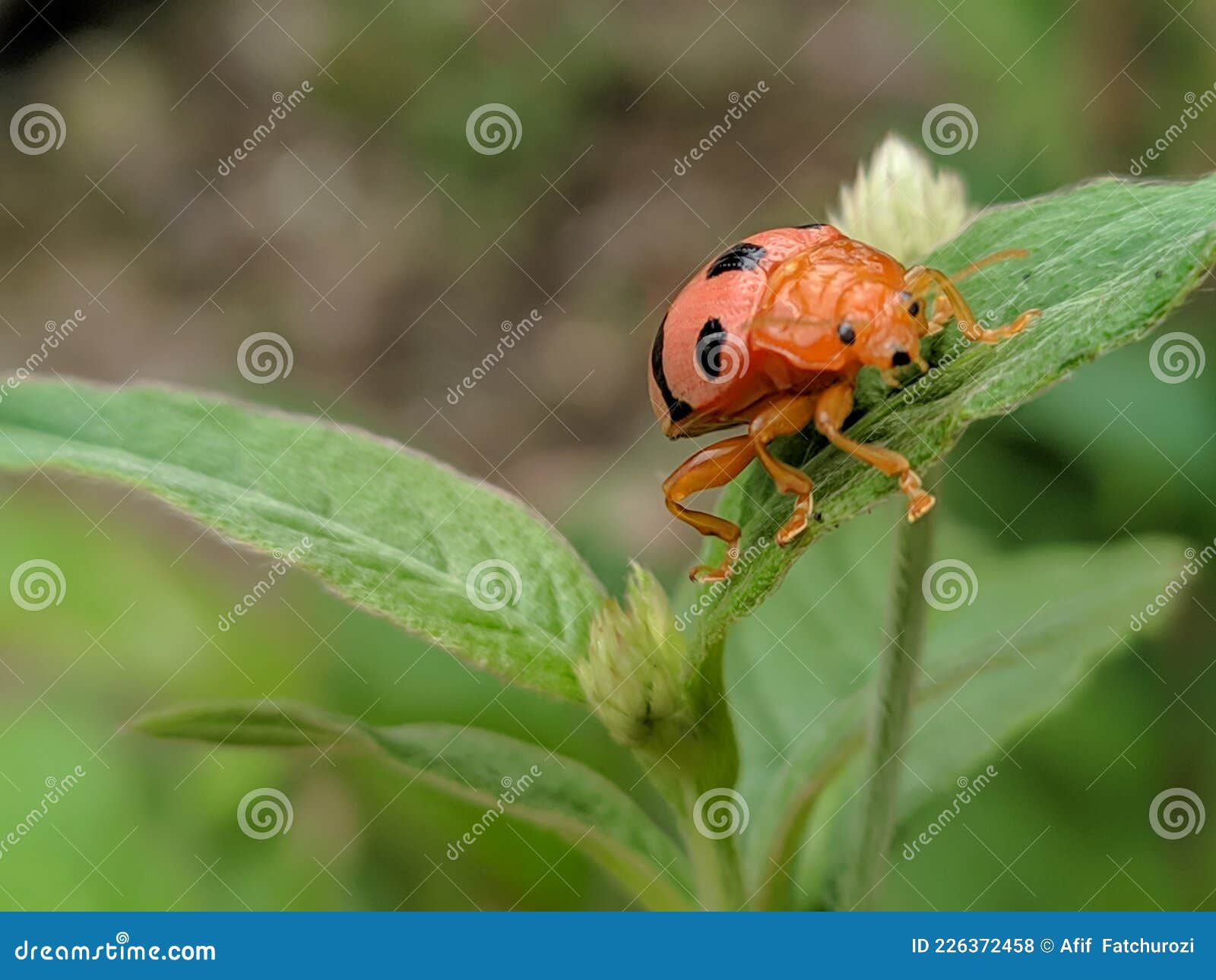 Orange Ladybug is Perching on the Leaves Stock Photo - Image of leaves ...