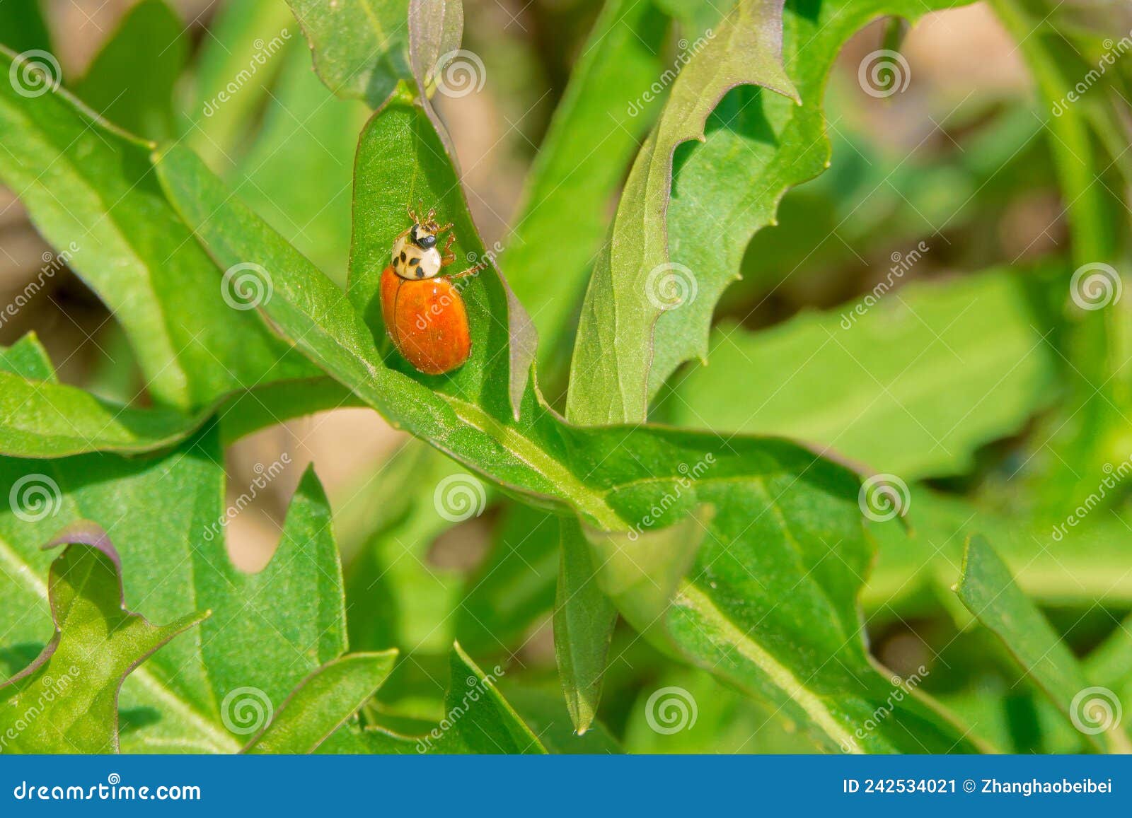 Orange ladybug stock image. Image of wild, life, coleoptera - 242534021