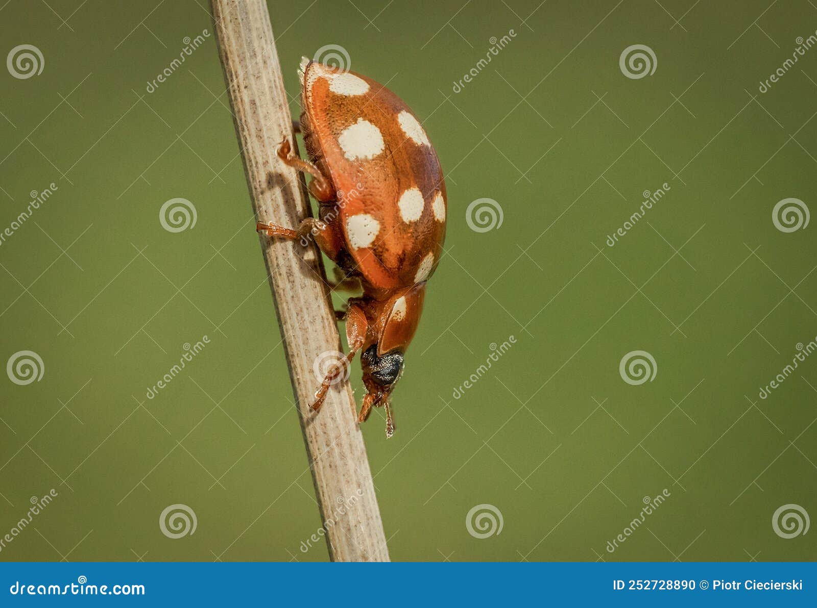 Ladybug on Stick Macro Detail Stock Photo - Image of animal, poland ...