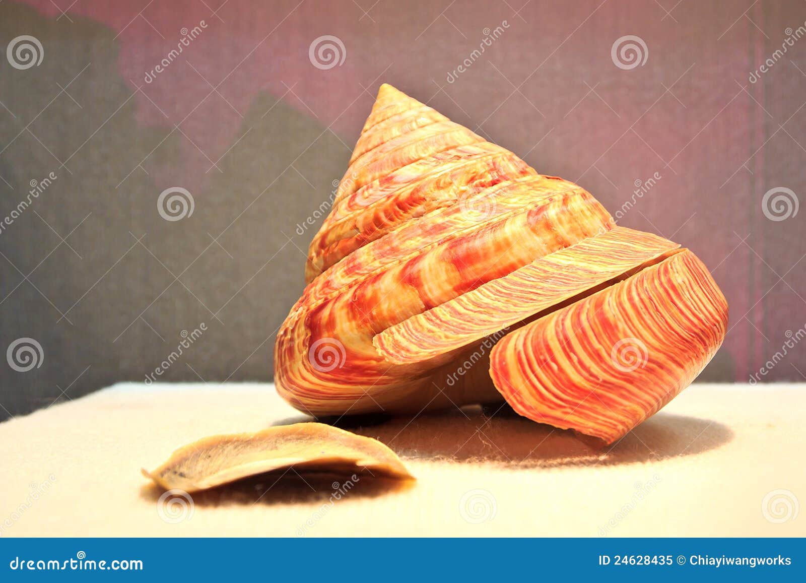 Orange large shell stock image. Image of arranged, design - 24628435