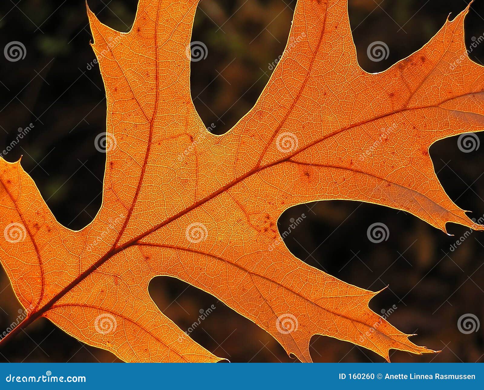 Orange leaf stock photo. Image of pattern, leaf, outdoor - 160260