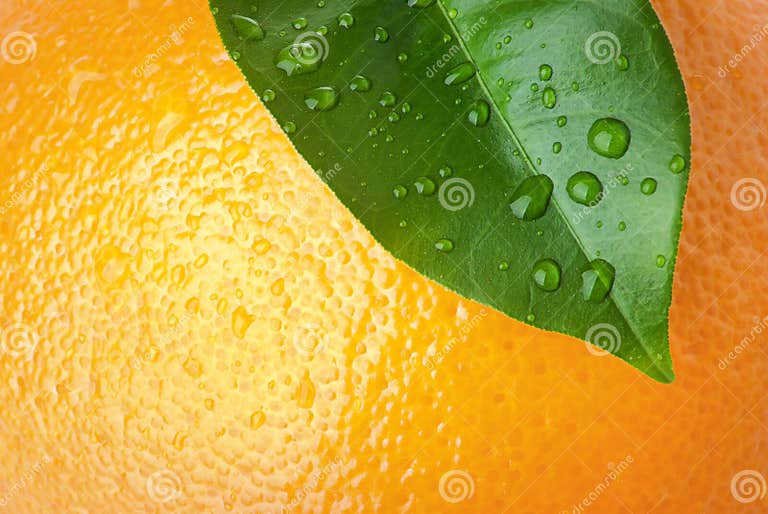Orange and leaf stock photo. Image of citrus, color, natural - 17836720