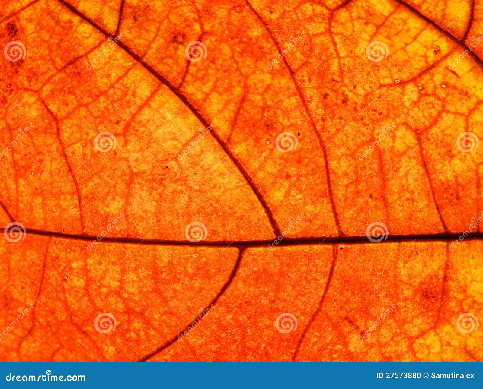 Orange leaf stock photo. Image of foliage, golden, colorful - 27573880