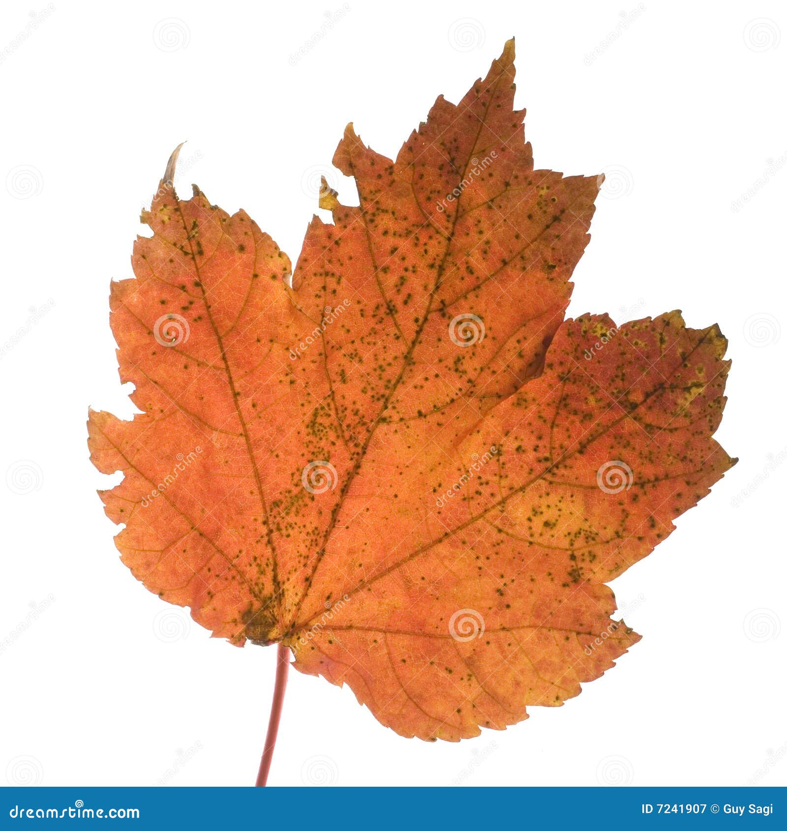 Orange leaf stock image. Image of stem, brown, tree, fall - 7241907