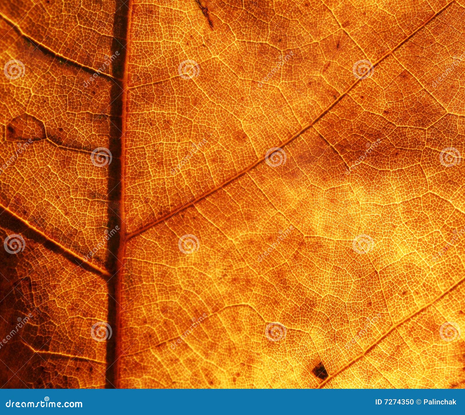 Orange leaf stock photo. Image of orange, botanical, november - 7274350