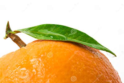 Orange with leaf stock image. Image of healthy, water - 7355193