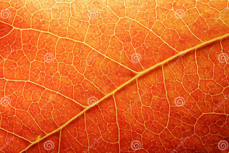 Orange Leaf Closeup stock image. Image of closeup, foliage - 1526873