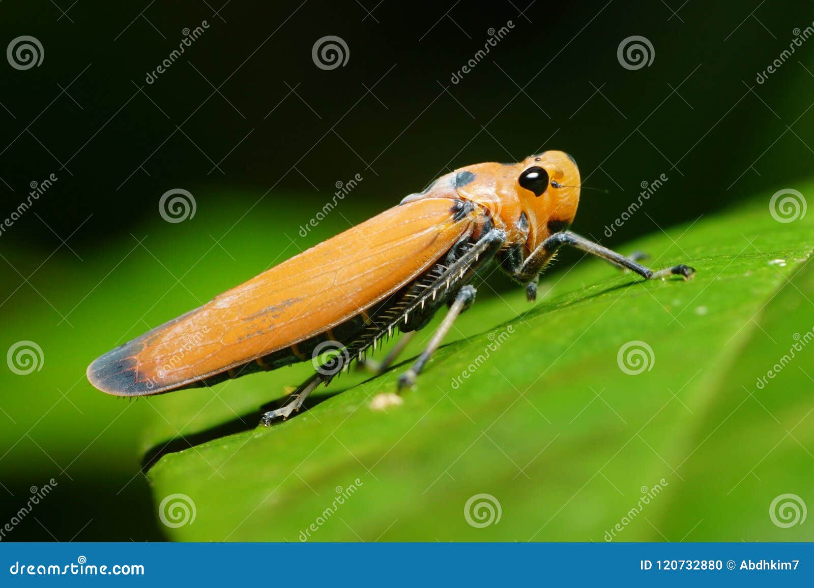 An orange leaf hopper stock photo. Image of leafhopper - 120732880