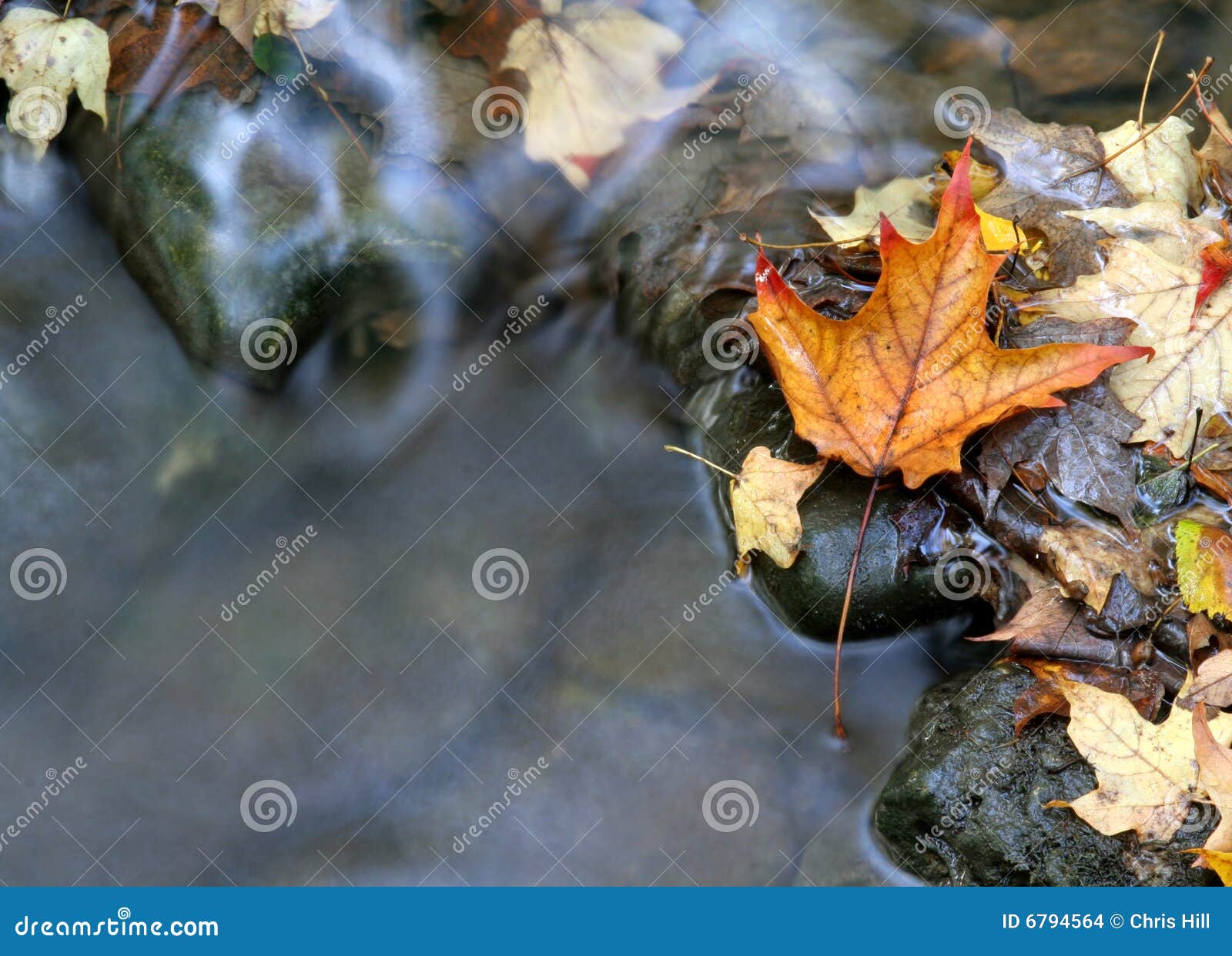 Orange Leaf and Stream stock photo. Image of covered, branch - 6794564