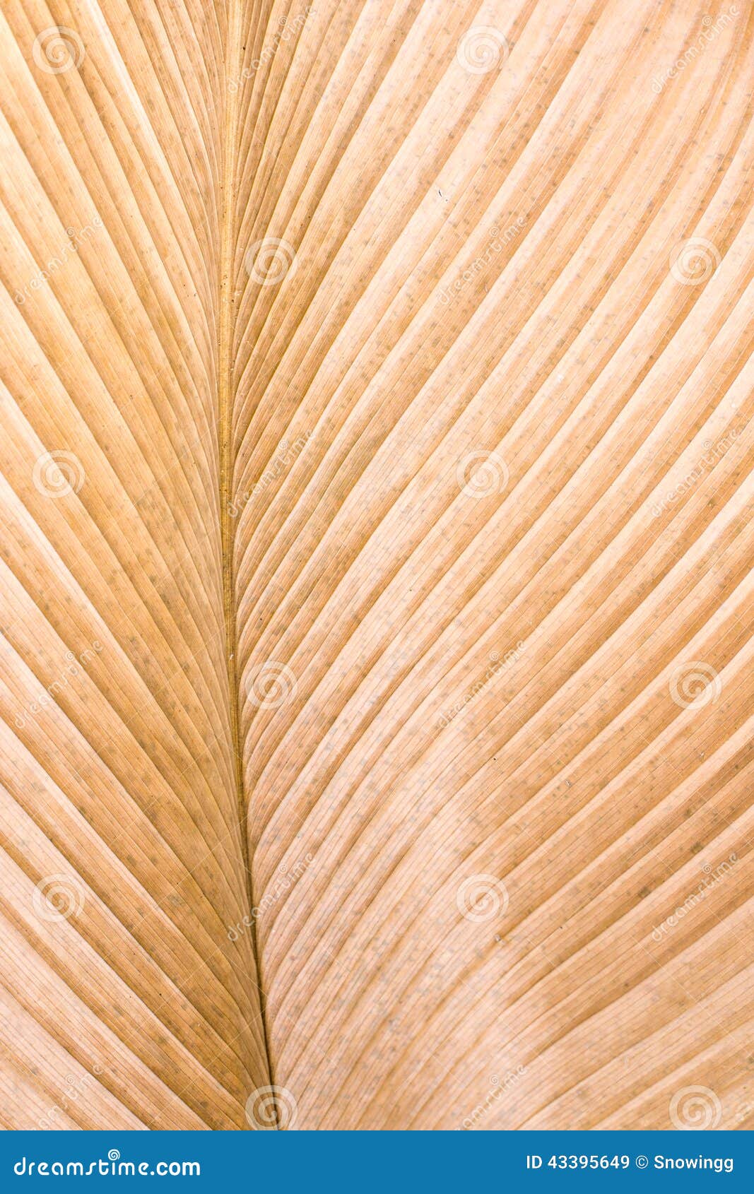Orange leaf texture stock image. Image of colorful, closeup - 43395649
