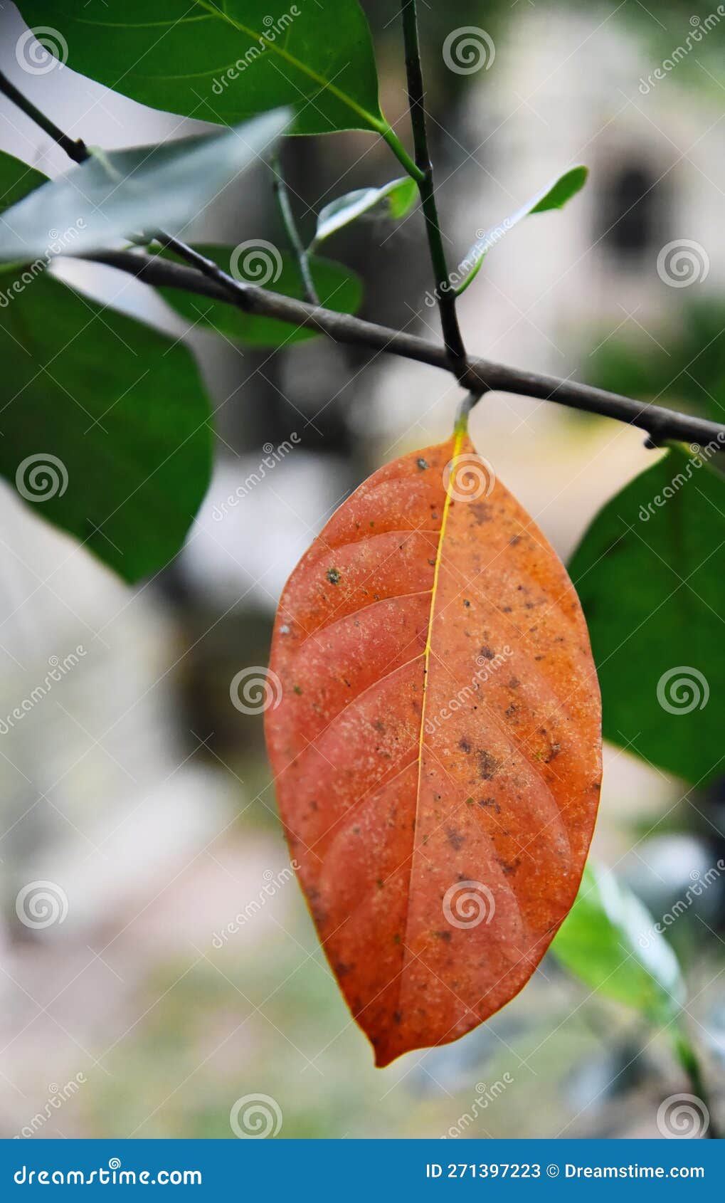 Orange Leaf at Tree, Close Up Shot Stock Image - Image of brown, fresh ...
