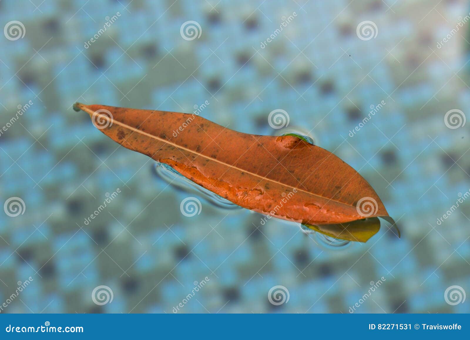 Orange Leaf in the Water Floating Weightless Needs To Be Cleaned and ...