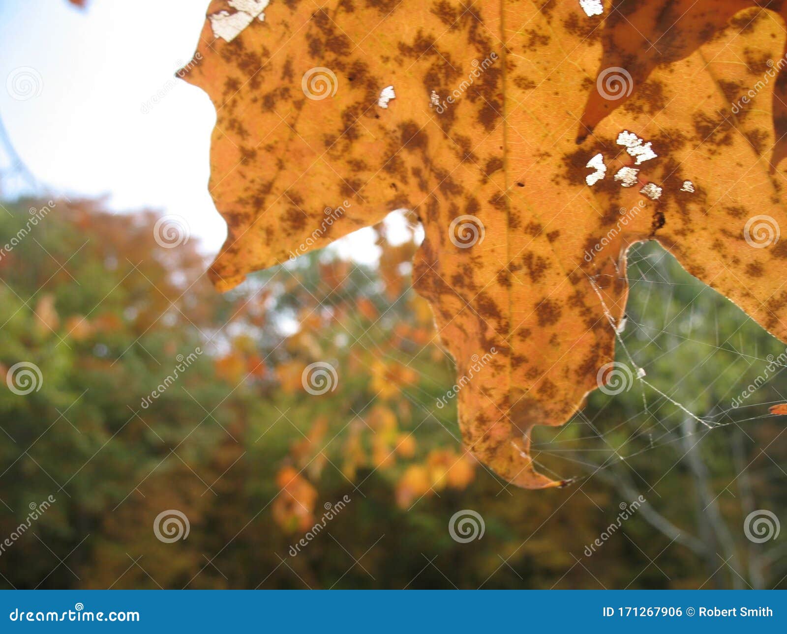 Leaf with web stock photo. Image of orange, leaf, nature - 171267906