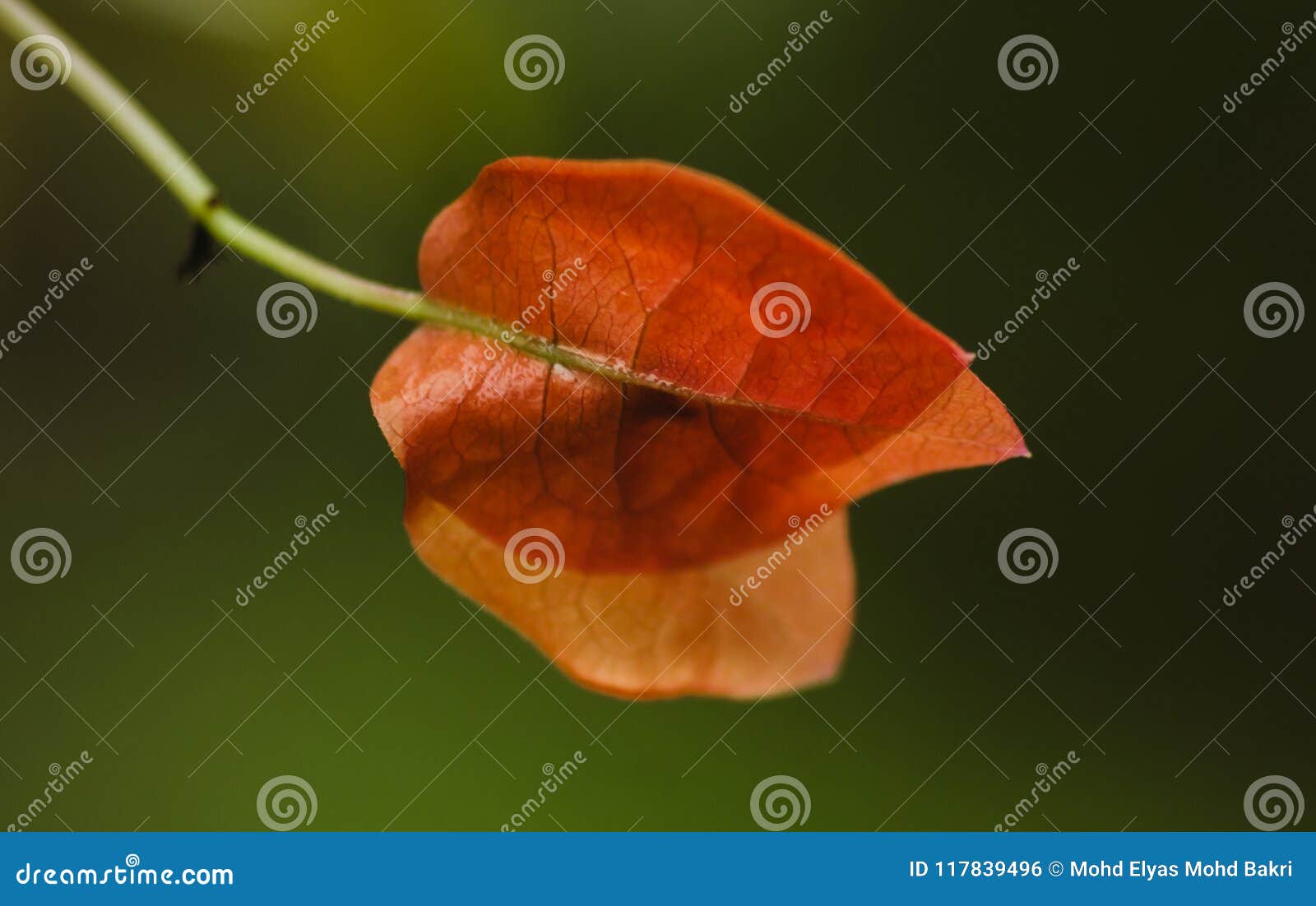 Orange Leave in the Morning Stock Photo - Image of d3100, leave: 117839496