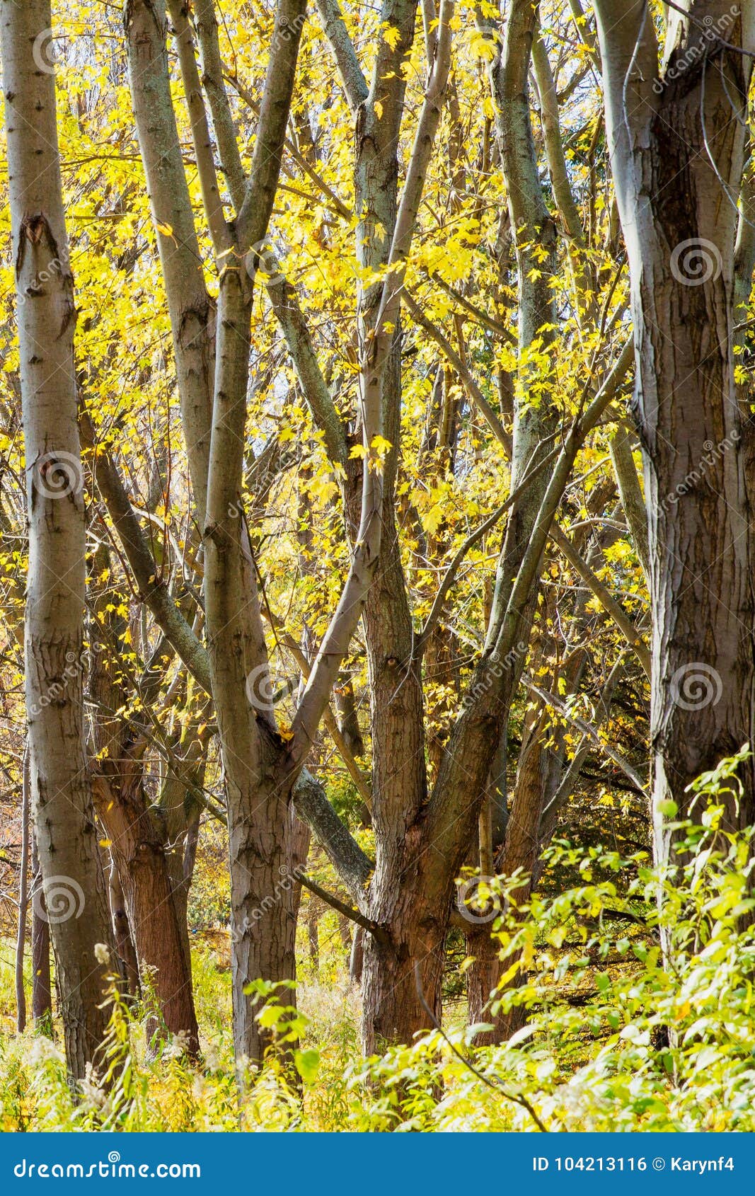 Forest of Trees Empty of Leaves Stock Photo - Image of rural ...