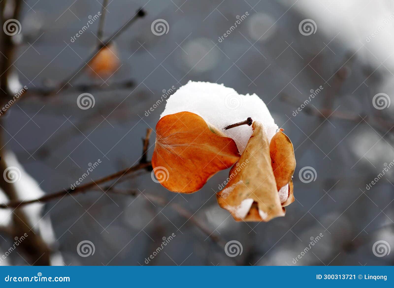 Orange Leaves Covered with Thick Snow.. Stock Image - Image of scene ...