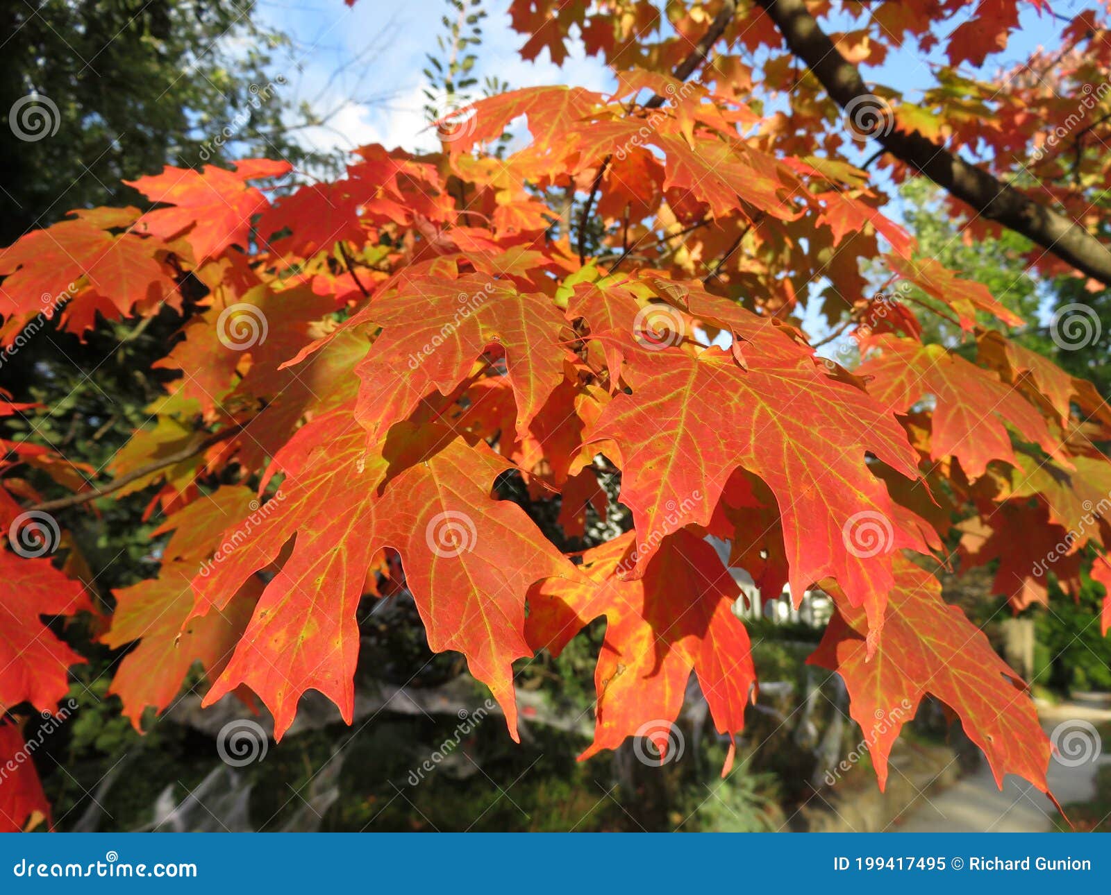 Orange Leaves Fall Foliage in October Stock Image - Image of veins ...