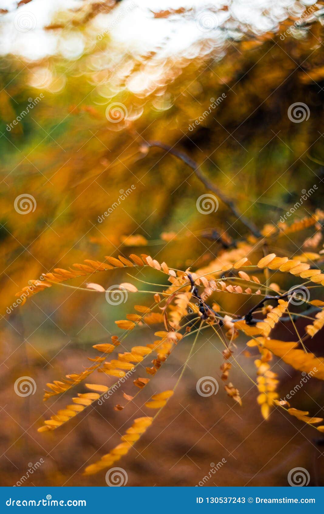 Orange Leaves in the Foreground Stock Image - Image of autumn, forest ...