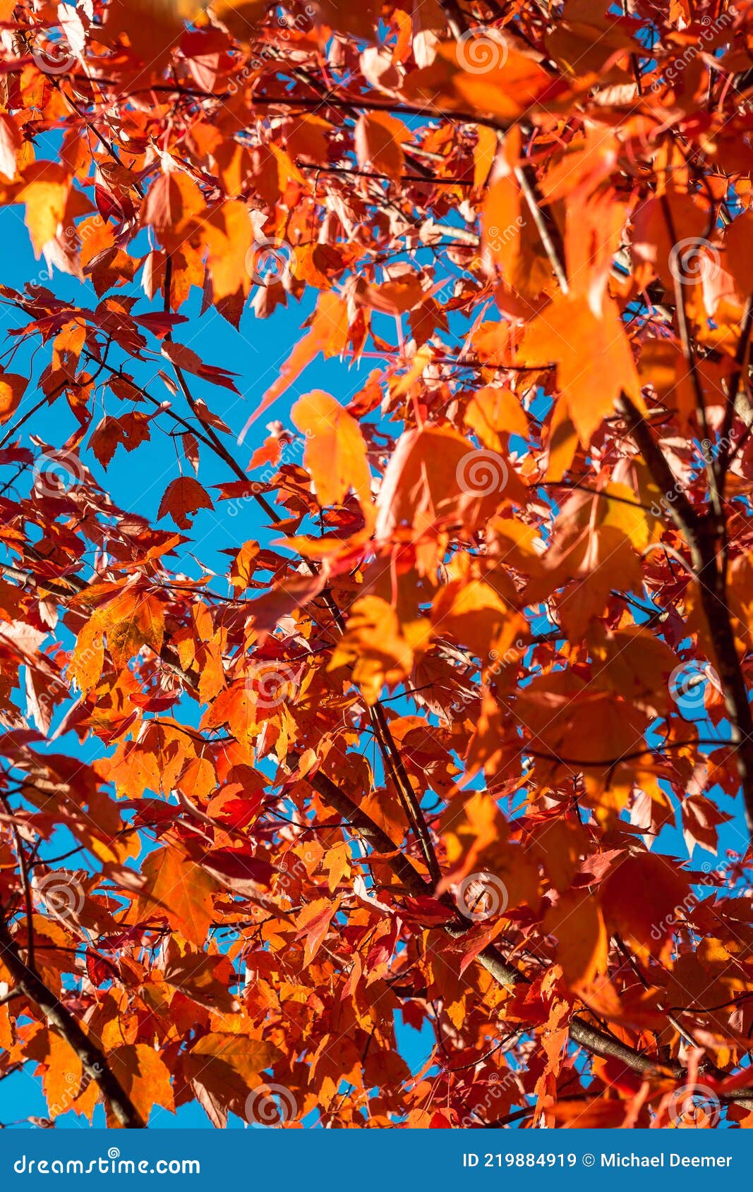 Orange Leaves on a Maple Tree in the Fall Stock Image - Image of ...