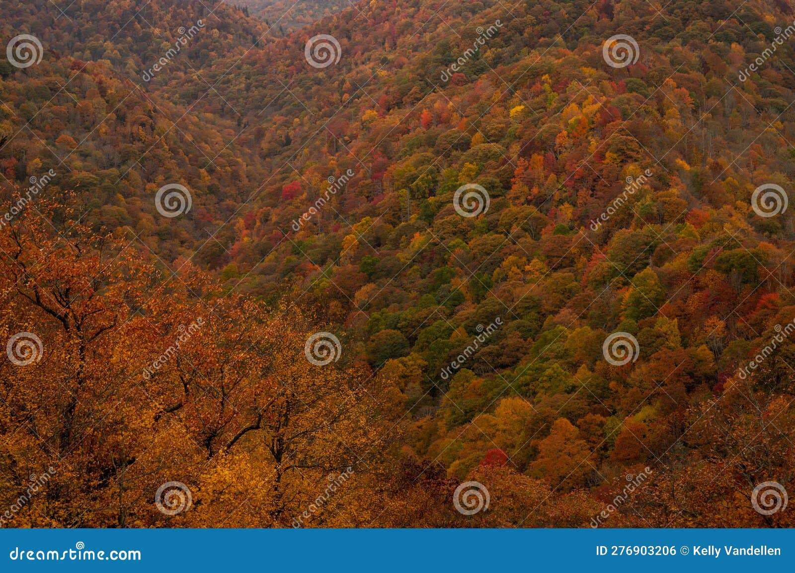 Orange Leaves Pop on Tree Throughout the Valley Stock Photo - Image of ...