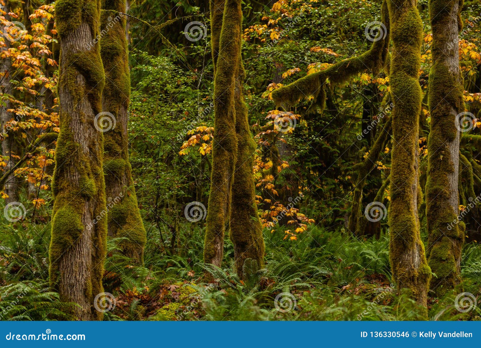 Orange Leaves and Thick Moss in Temperate Rain Forest Stock Photo ...