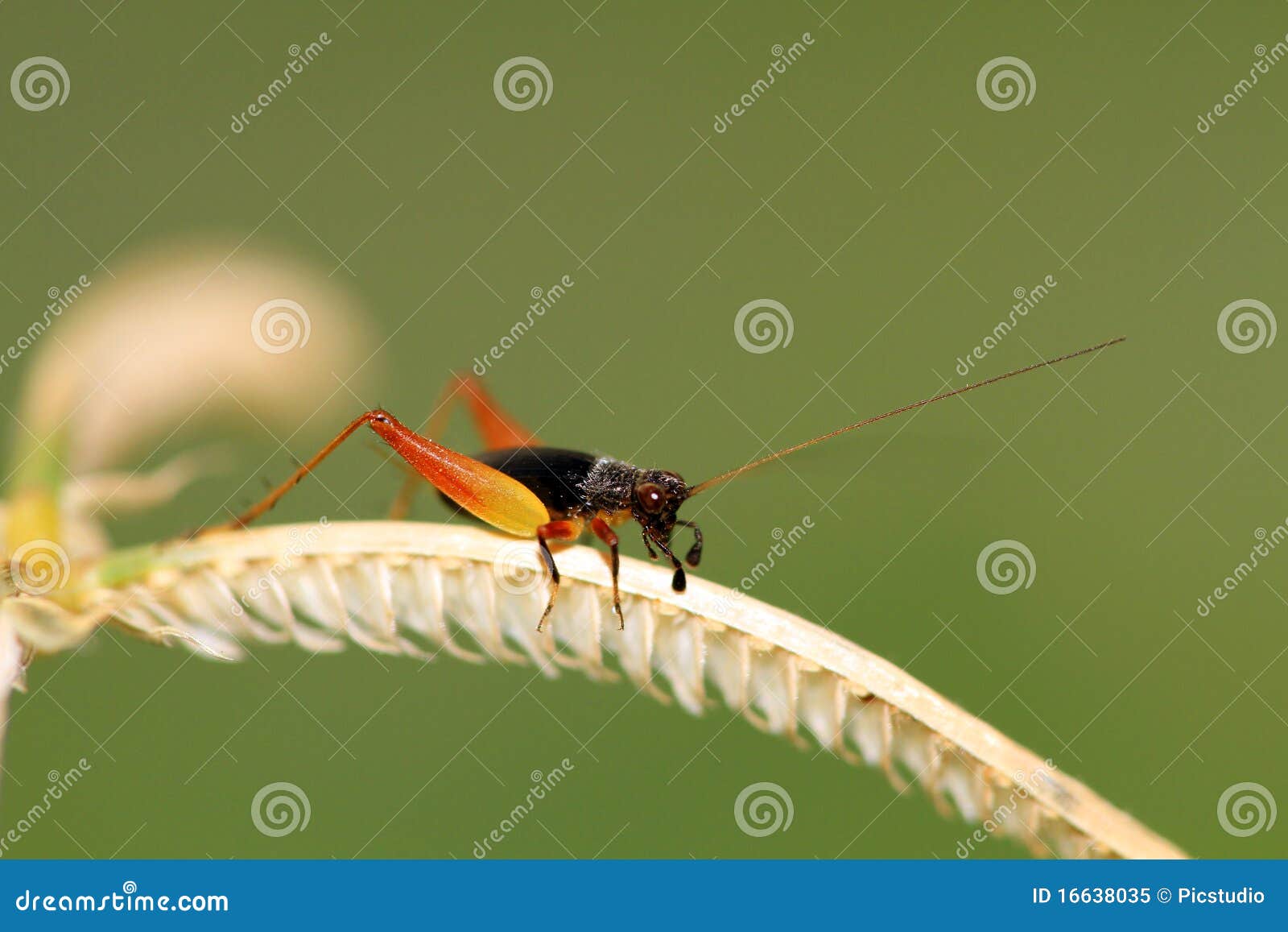 Orange legged cricket stock image. Image of cricket, outdoor - 16638035