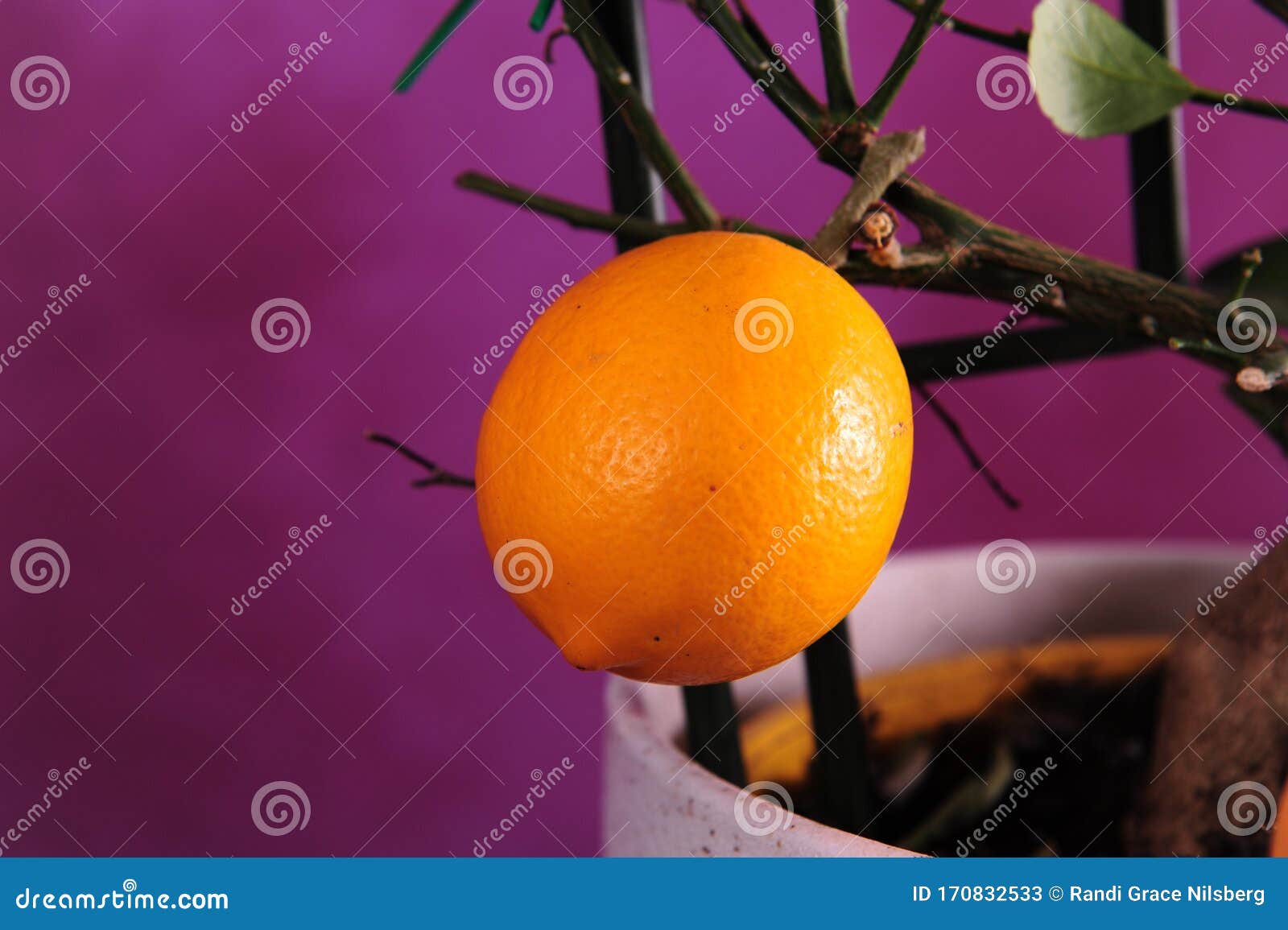 Orange Homegrown Lemon stock image. Image of fresh, summer - 170832533