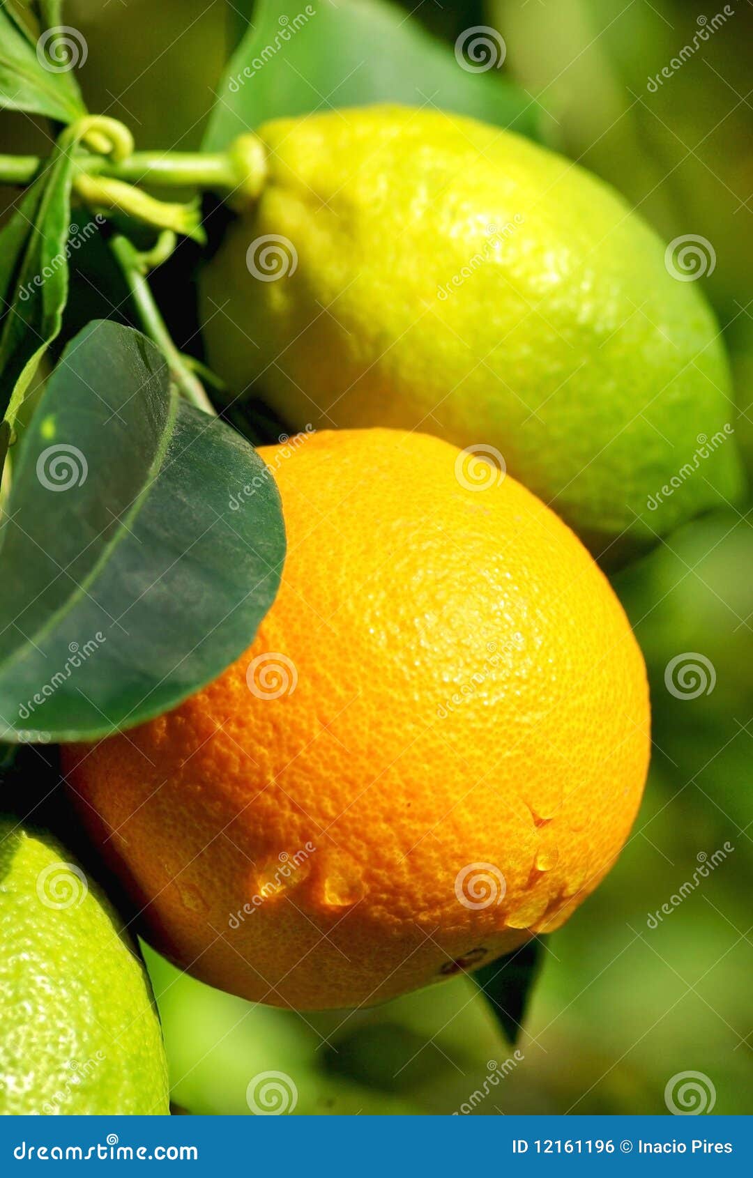 Orange and Lemons. stock photo. Image of healthy, peel - 12161196