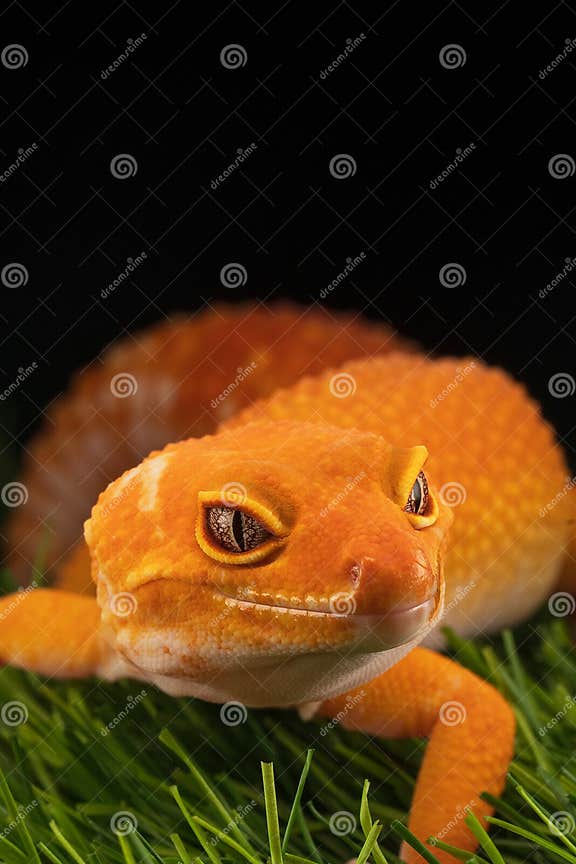 Orange Leopard Gecko on Grass with Black Background Stock Image - Image ...