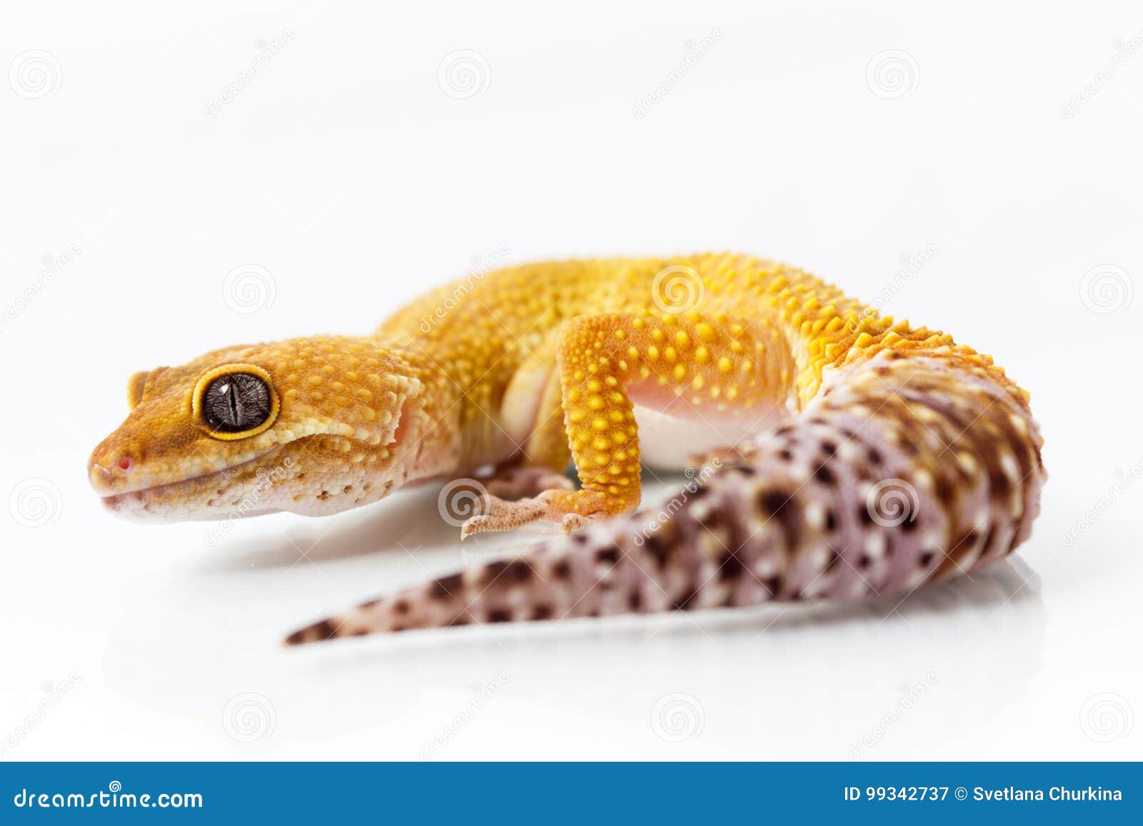 Orange leopard gecko stock image. Image of female, eublepharis - 99342737