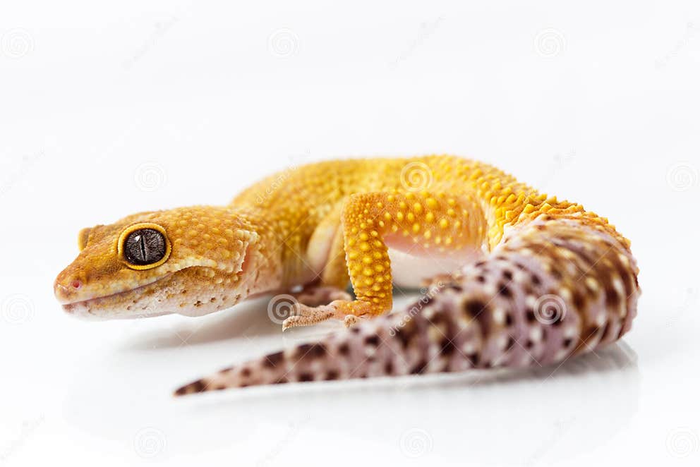 Orange leopard gecko stock image. Image of female, eublepharis - 99342737