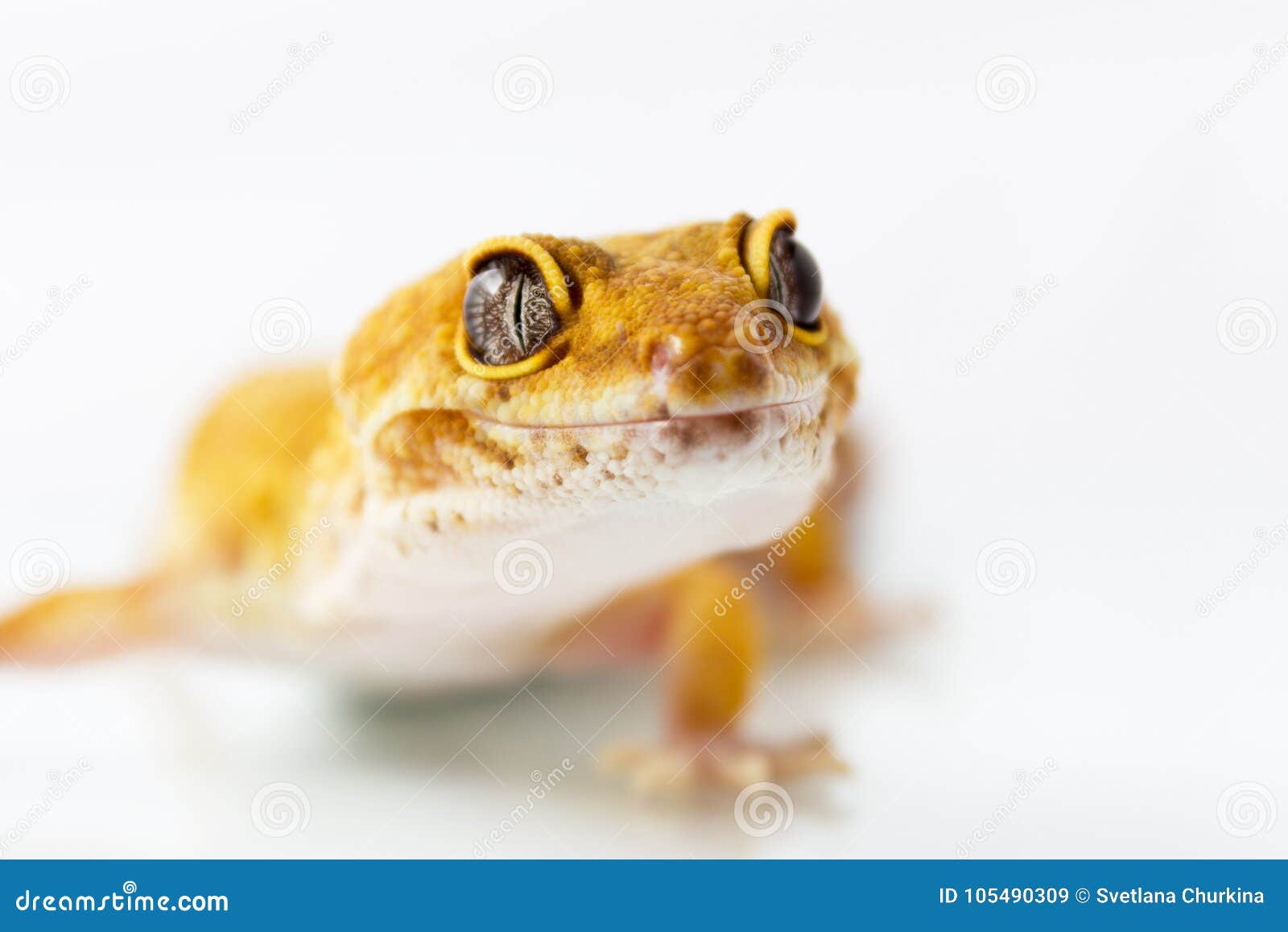 Orange leopard gecko stock image. Image of reptile, eublepharis - 105490309