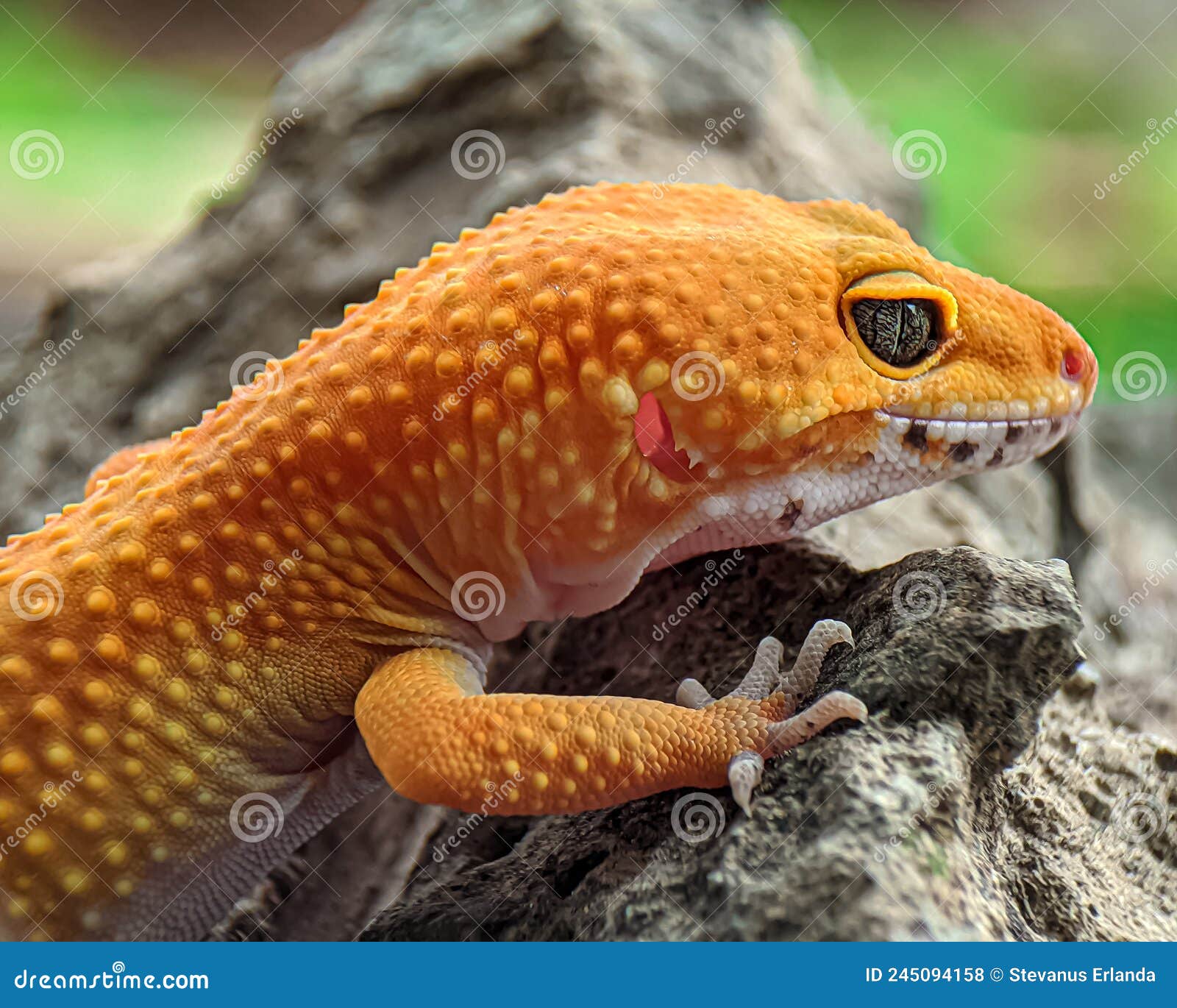 Orange Leopard Gecko on the Rock with Blur Background Stock Photo ...