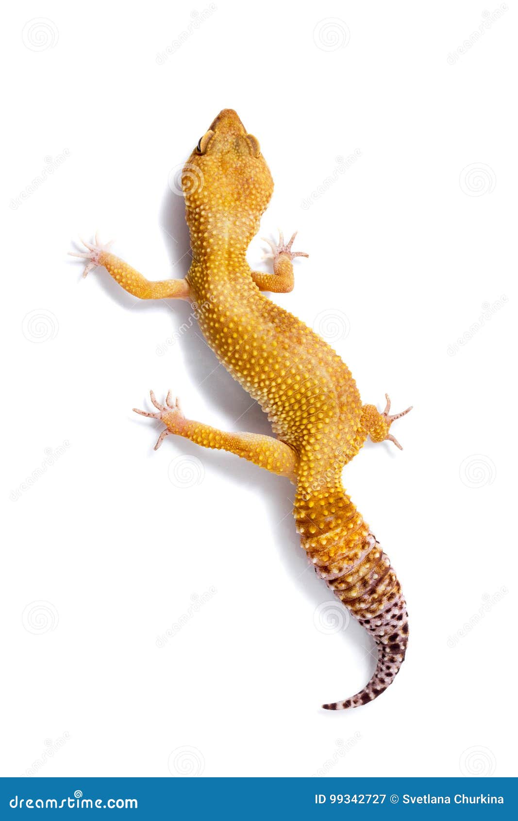 Orange Leopard Gecko Walking and Looking Forward on White Background ...