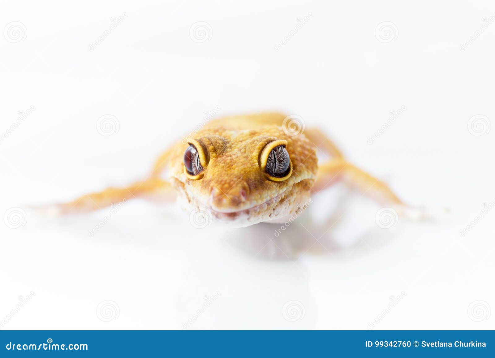 Orange Leopard Gecko Walking Stock Photo - Image of morph, white: 99342760