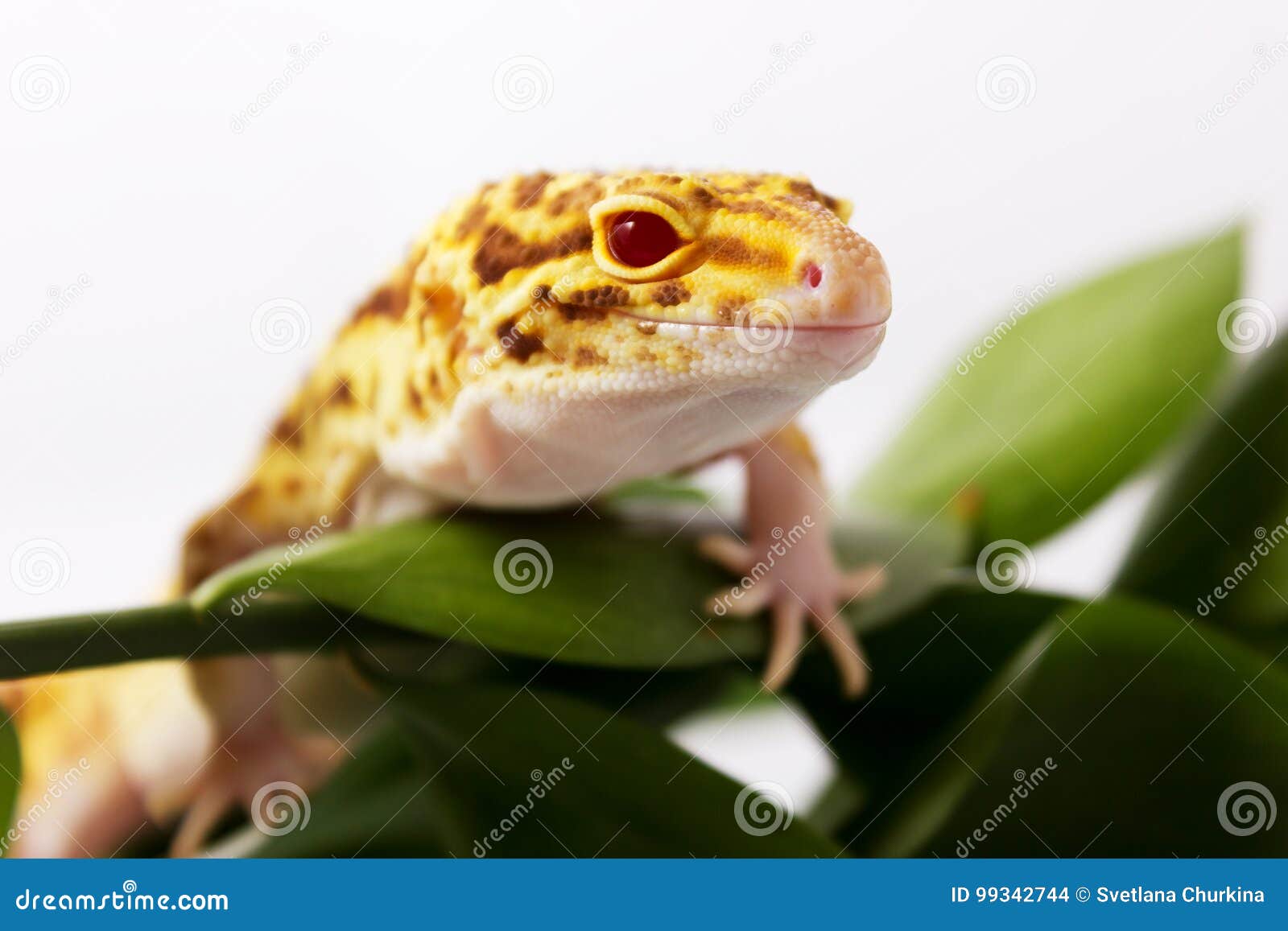 Orange Leopard Gecko Walking Stock Photo - Image of mack, horizontal ...
