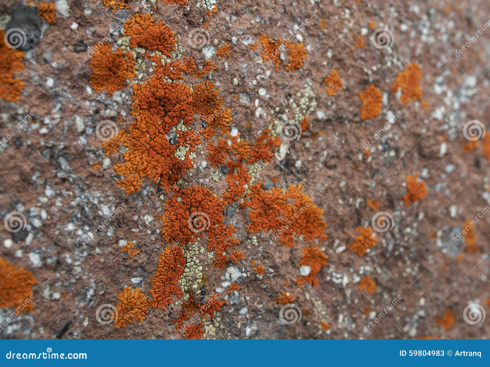 Orange Lichen Background in the Stone Stock Image - Image of ...