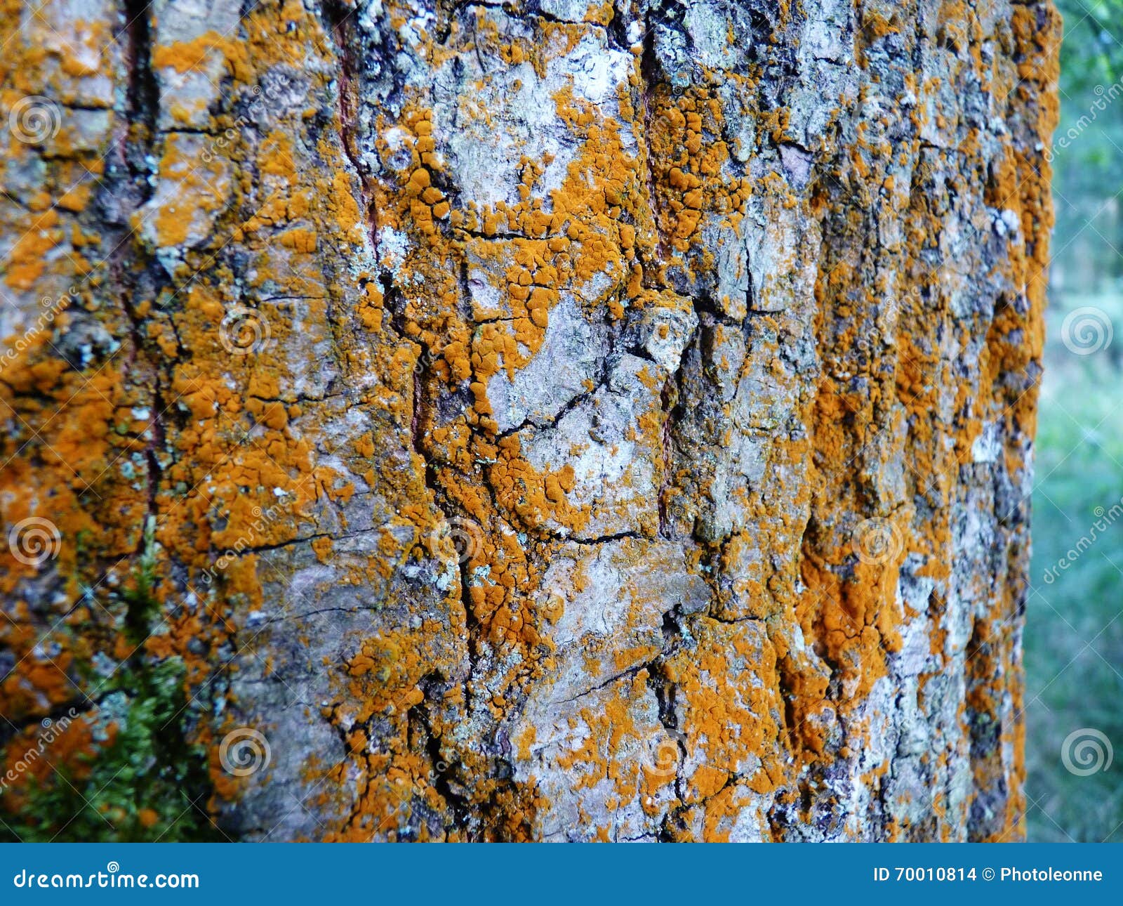 Orange Lichen and Blue Background Stock Photo - Image of abstract ...